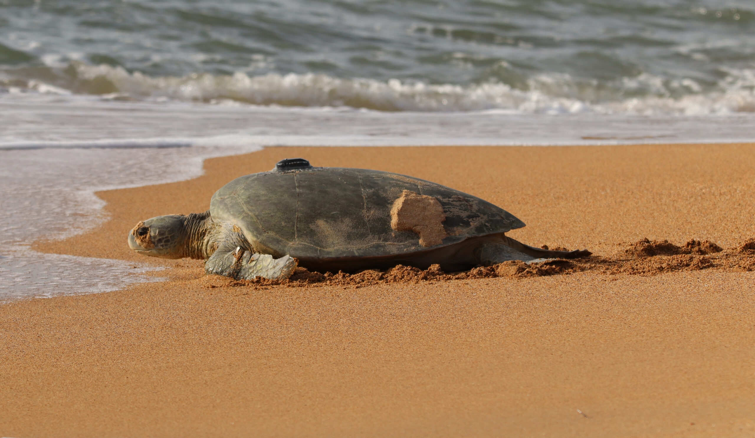 Sea Turtle Tracking and Telemetry - ICOTEQ - Electronics and Software ...